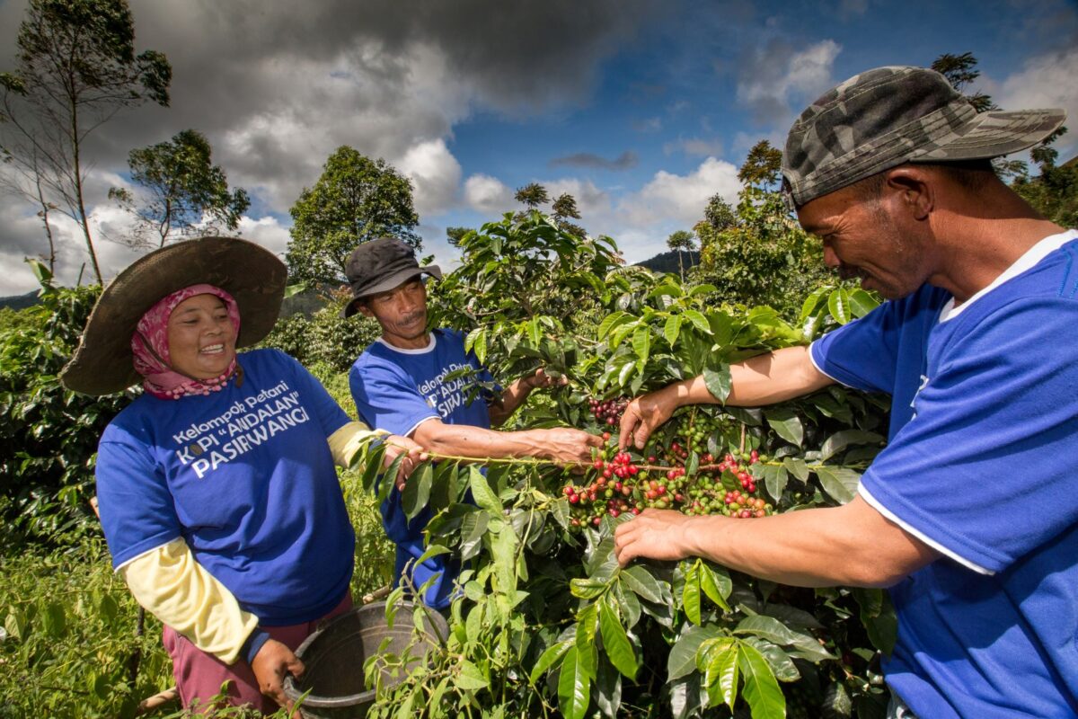Budidaya Kopi: Kopi PasirWangi yang Mendunia Angkat Kesejahteraan ...